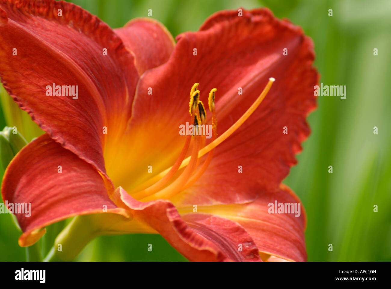close-up of day lily hemerocallis flower red and yellow soft focus on ...