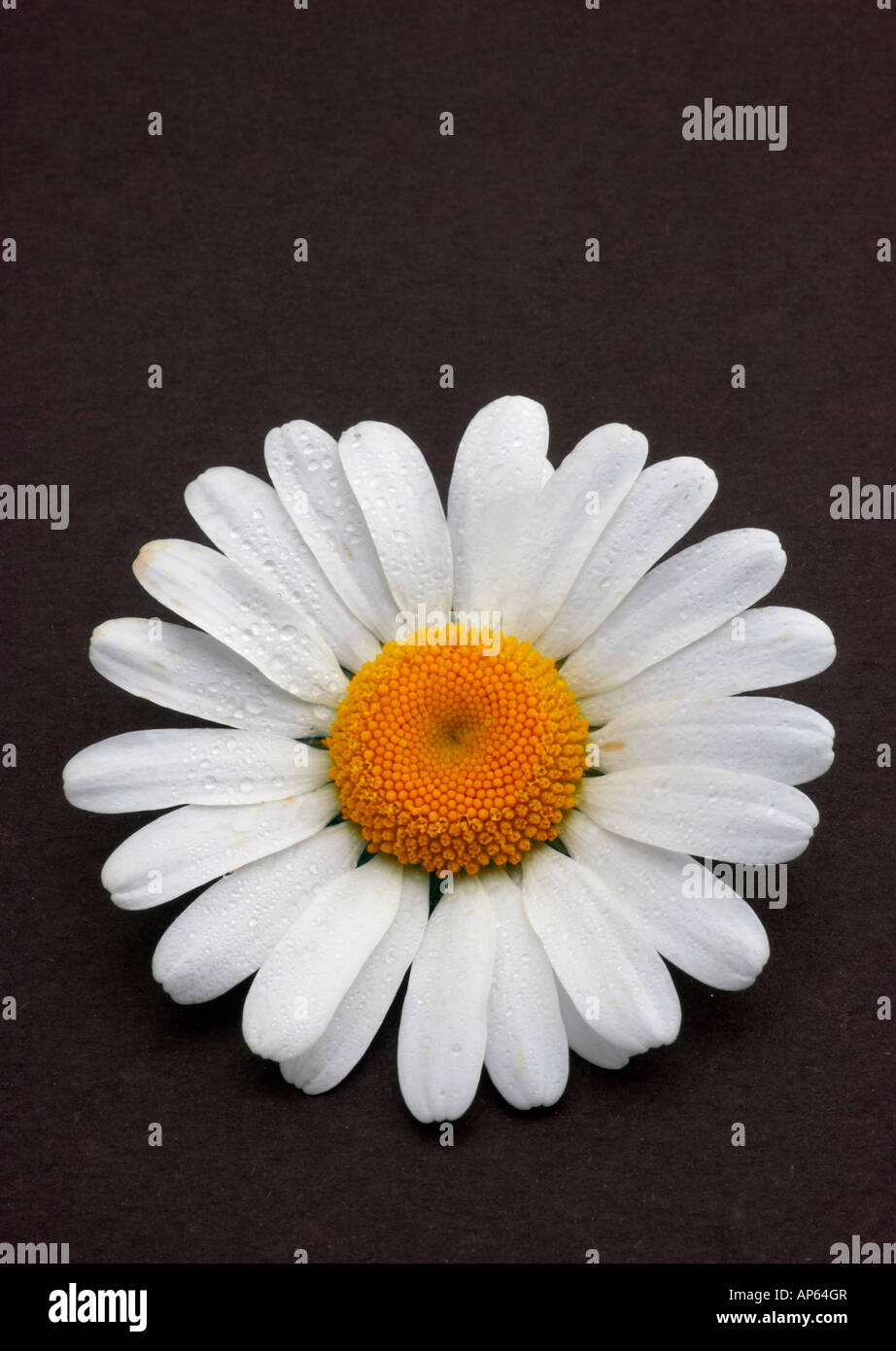 Daisy isolated on black background Stock Photo - Alamy