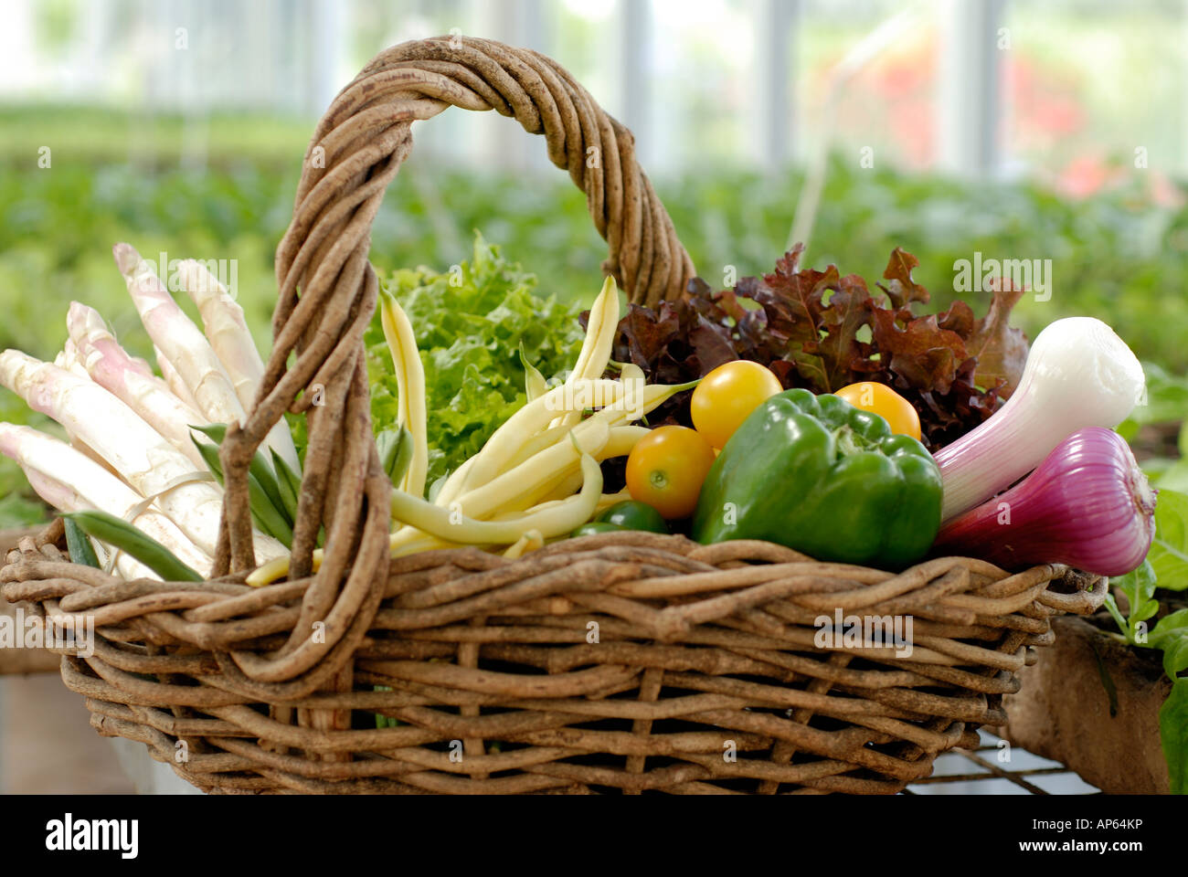 rustic basket with organic vegetables inside greenhouse Stock Photo - Alamy