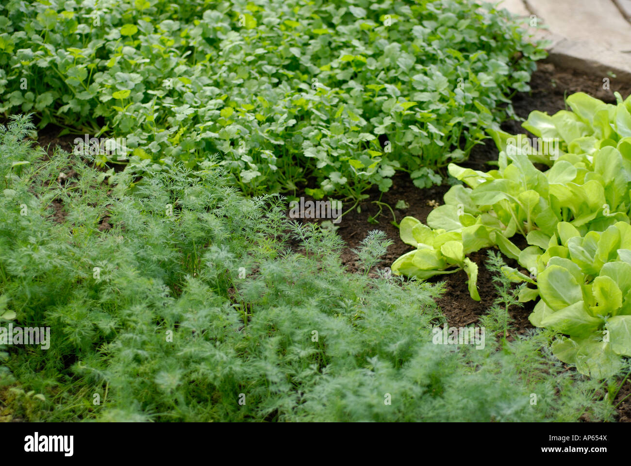 Different plantings hi-res stock photography and images - Alamy