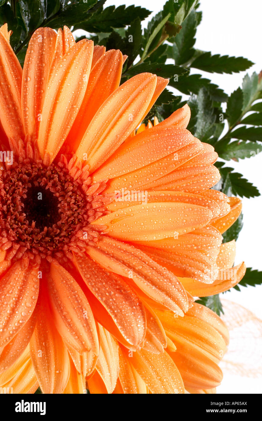 Partial view of a daisy on white background Stock Photo - Alamy