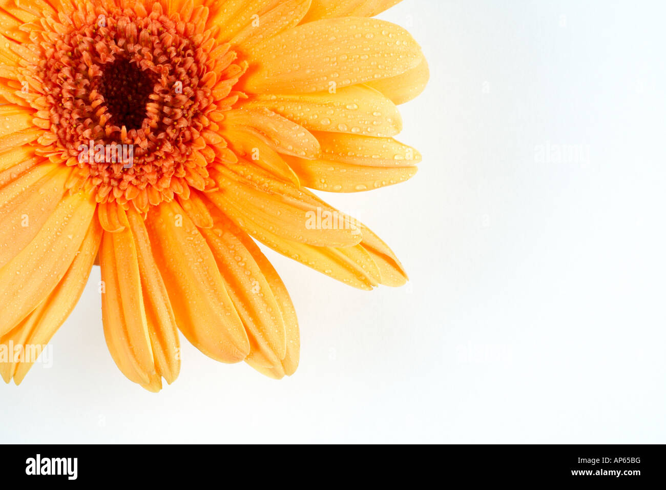 Partial view of a daisy on white background Stock Photo - Alamy