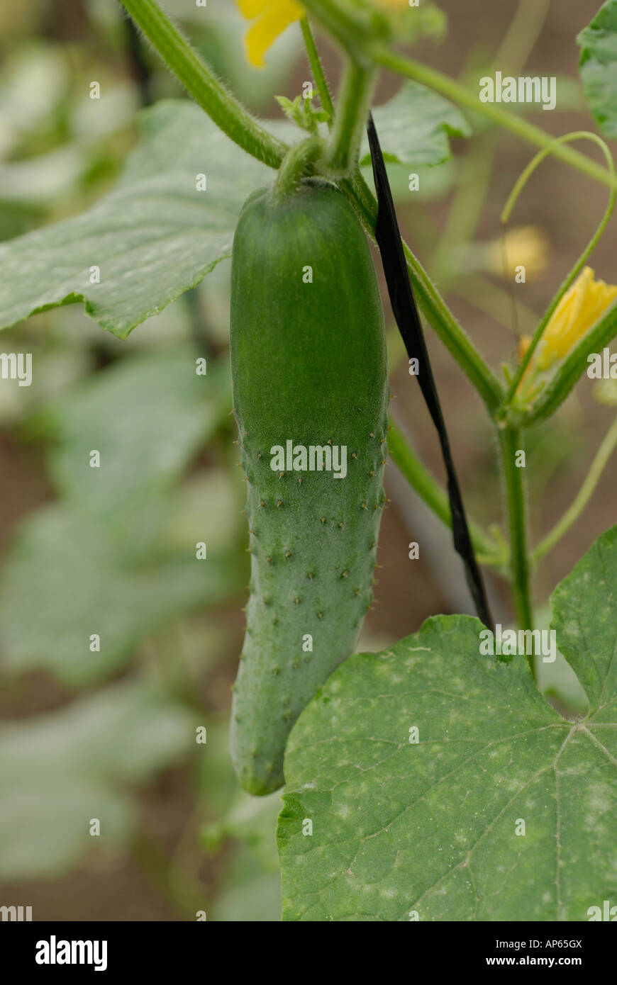 close-up of organically grown cucumber plant Stock Photo - Alamy