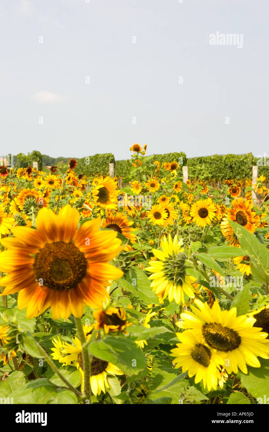 USA, New York, The Hamptons, Farmlands and flower fields Stock Photo ...