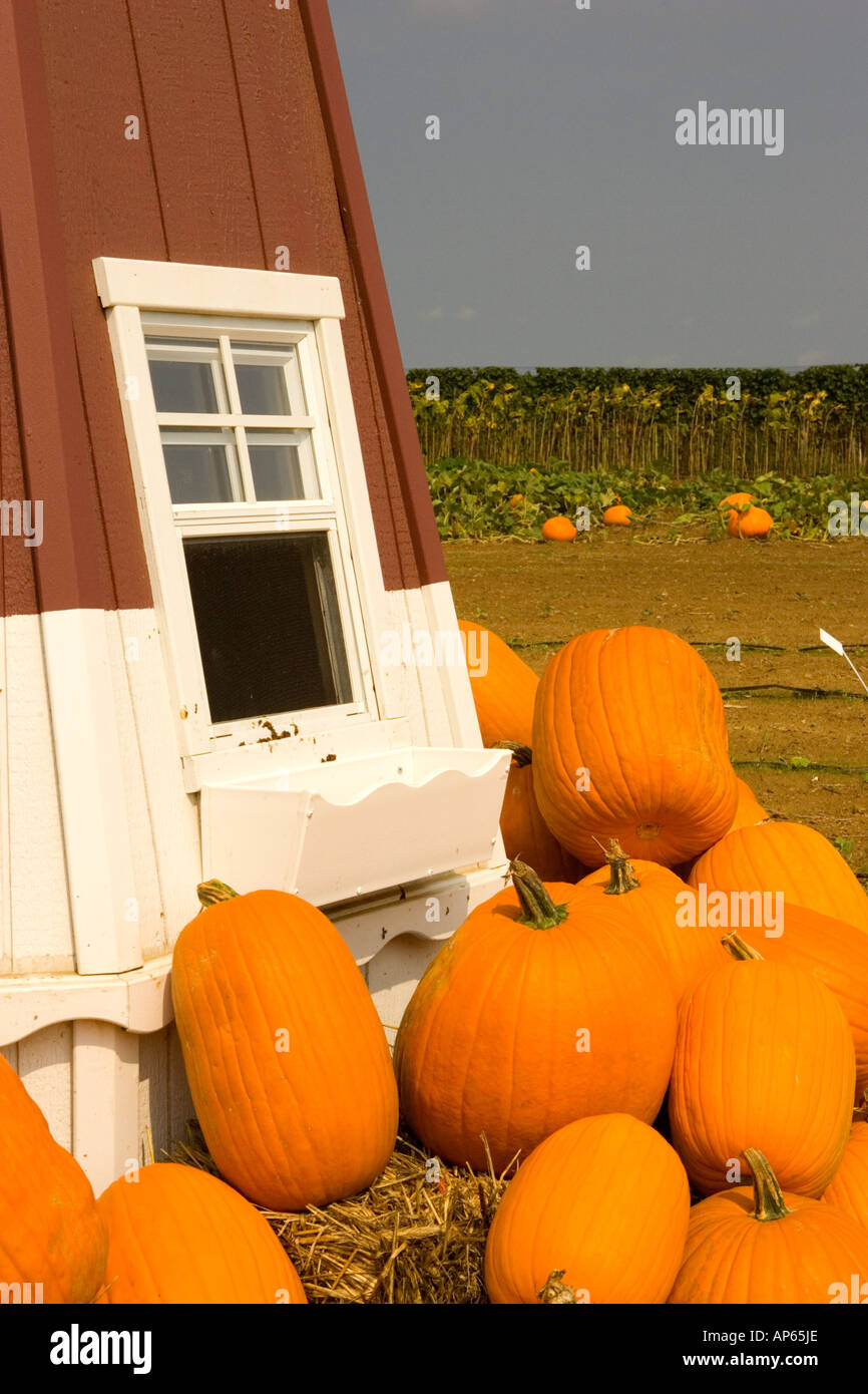 USA, New York, The Hamptons, Farmlands and flower fields Stock Photo ...