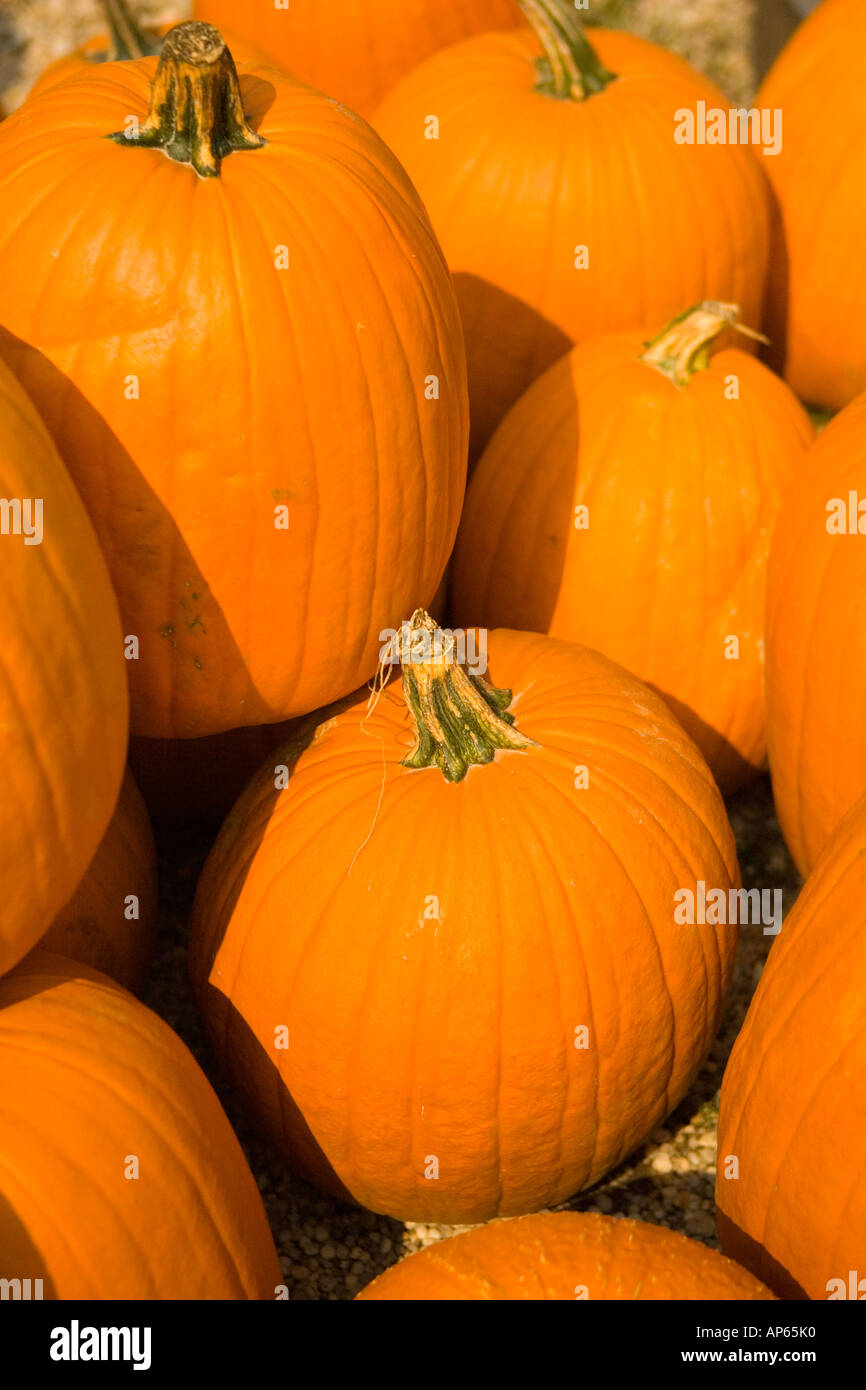 USA, New York, The Hamptons, Farmlands and flower fields Stock Photo ...