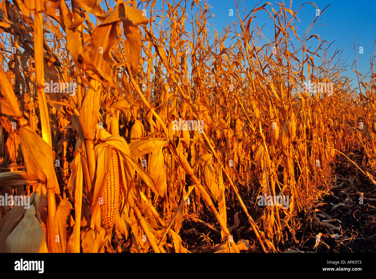 North dakota harvest hi-res stock photography and images - Alamy