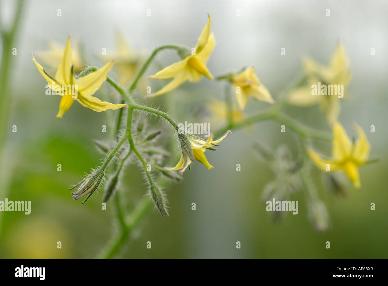 Tomato vine detail hi-res stock photography and images - Alamy