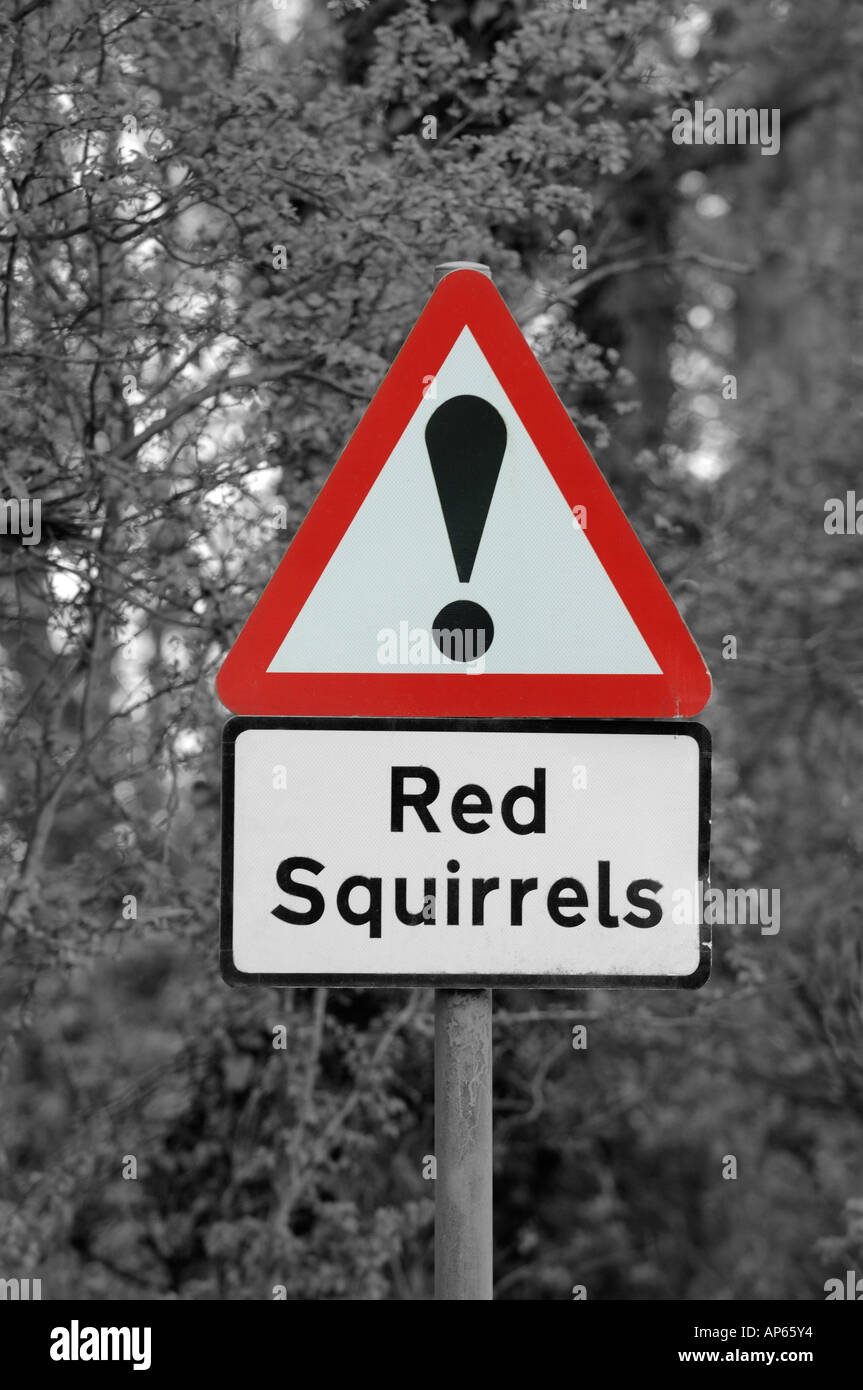 Red squirrel road sign hi-res stock photography and images - Alamy