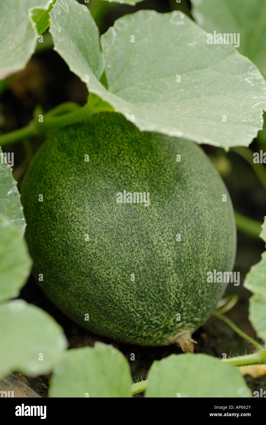 organic green melon growing on a plant Stock Photo - Alamy