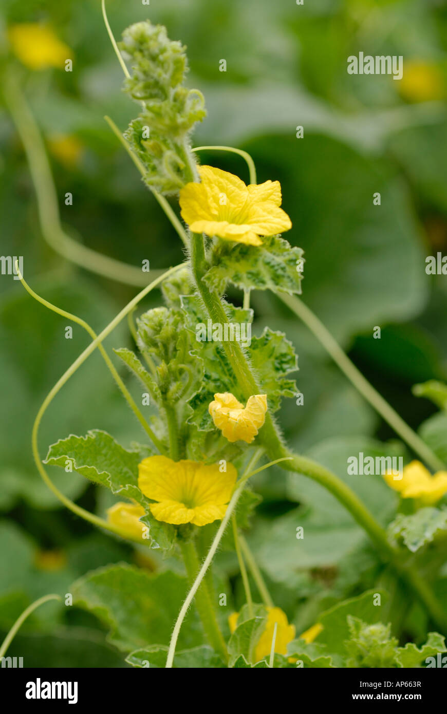 Melon flowers hi-res stock photography and images - Alamy