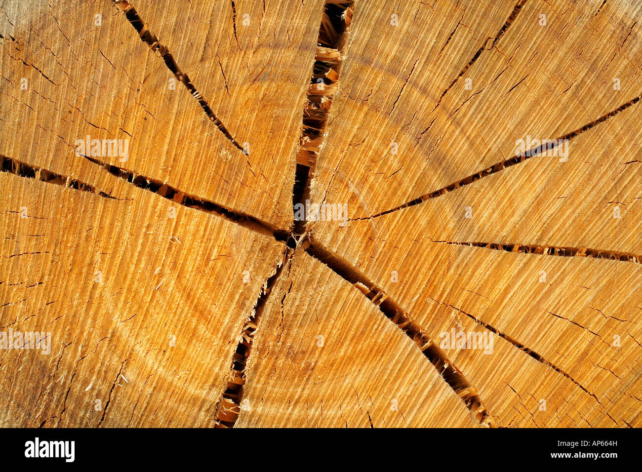 Closeup annual growth rings background Stock Photo - Alamy