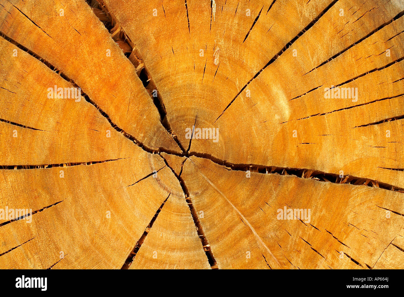Closeup annual growth rings background Stock Photo - Alamy
