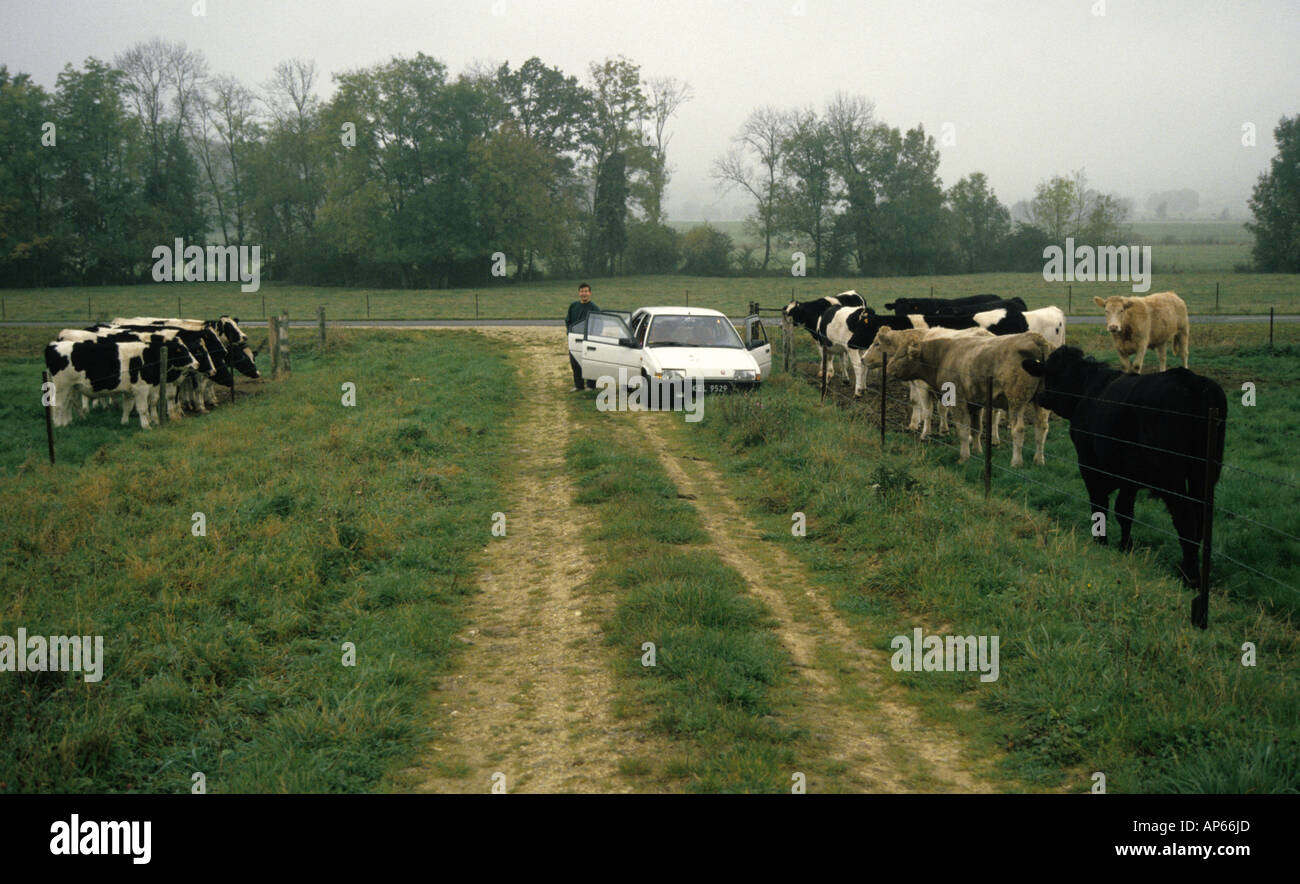 Car rest stop with cows hi-res stock photography and images - Alamy
