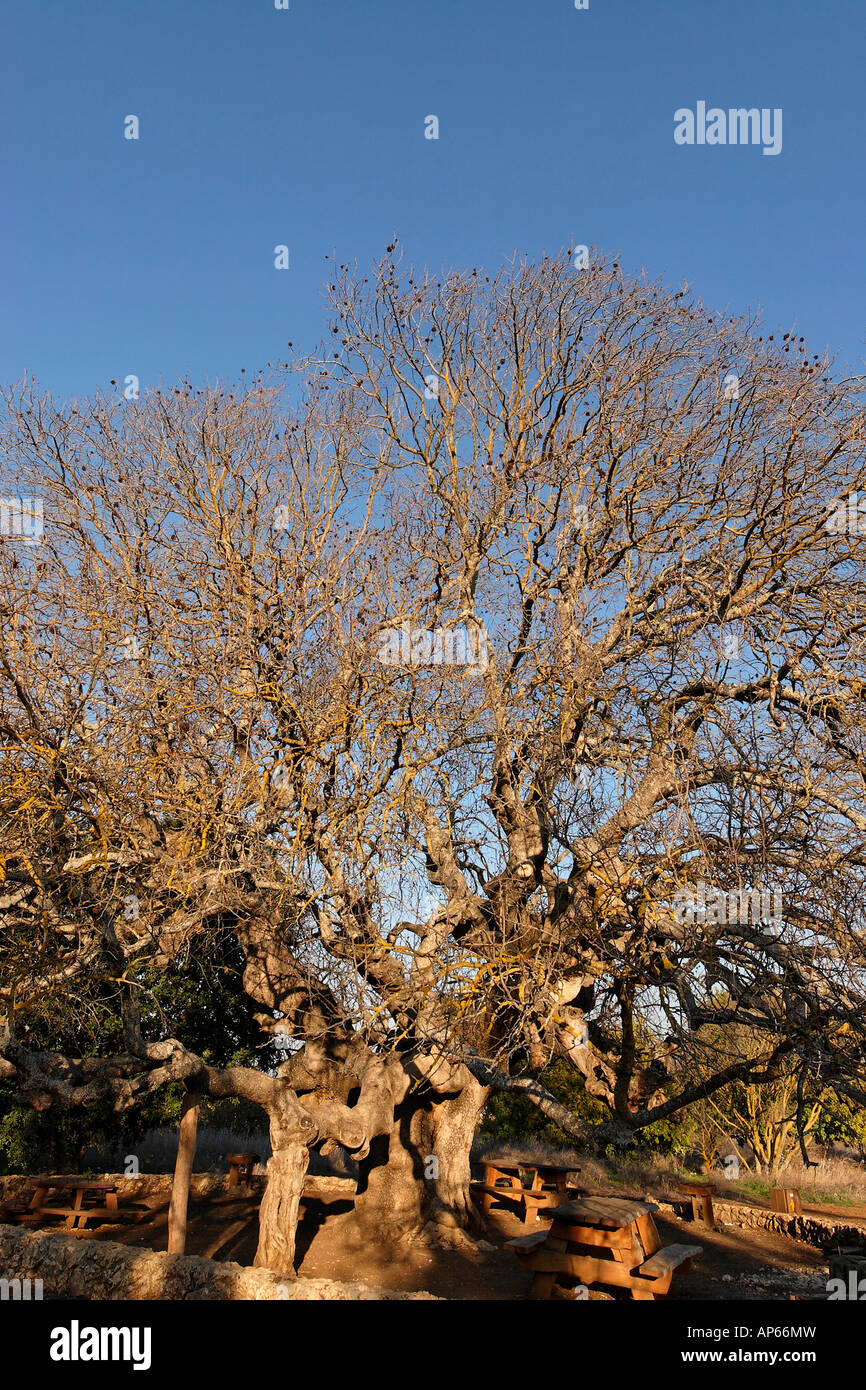 Israel the Upper Galilee Atlantic Pistachio Pistacia Atlantica tree in ...