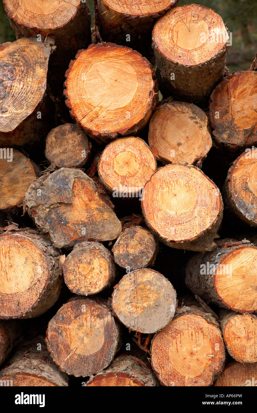 A logs neatly stacked near the forest path Stock Photo - Alamy
