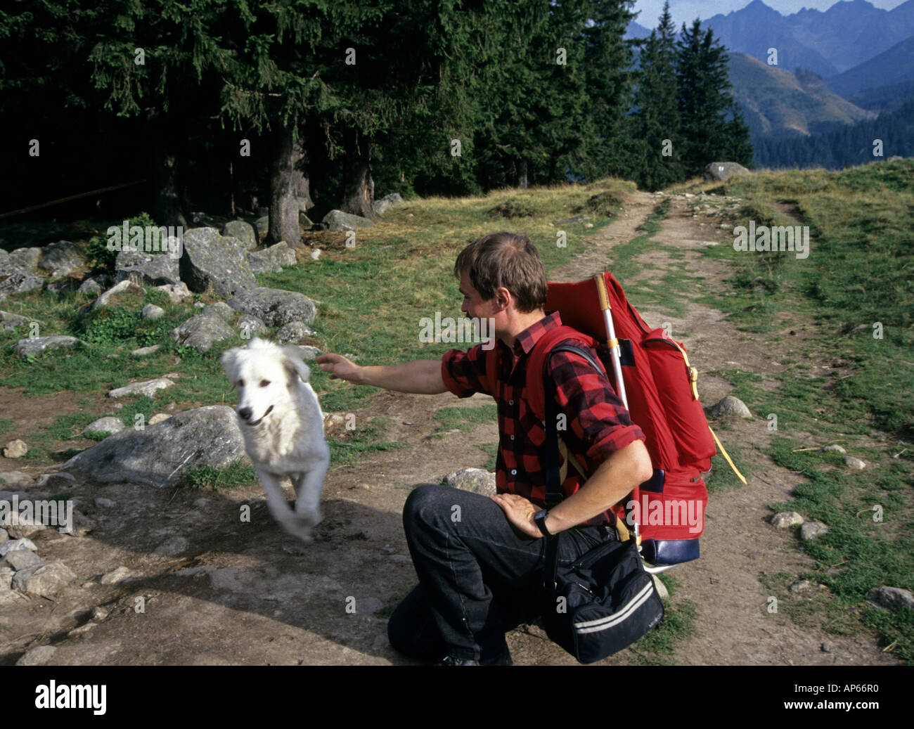 Poland, Tatra mountains, tourist with shepherd sheep-dog Stock Photo ...