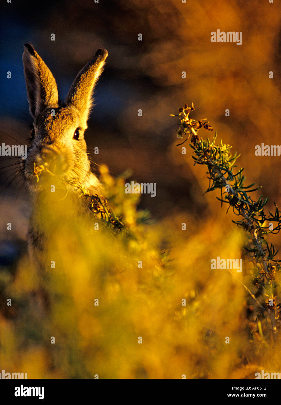 Eastern Cottontail Rabbit in Theodore Roosevelt National Park in North ...