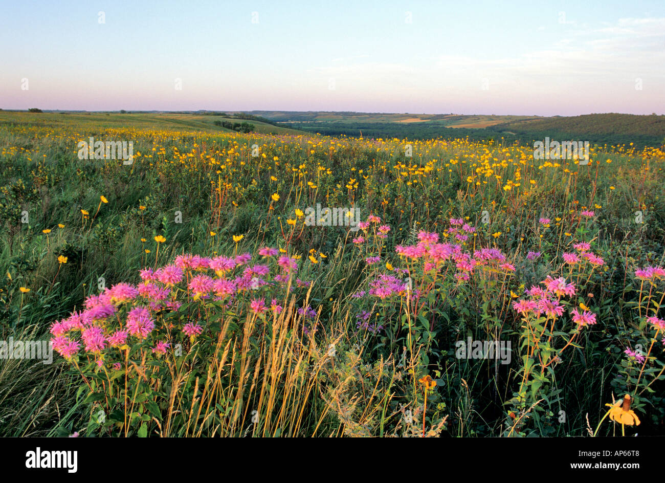 Wildflowers at Fort Ransom State Park in North Dakota Stock Photo - Alamy