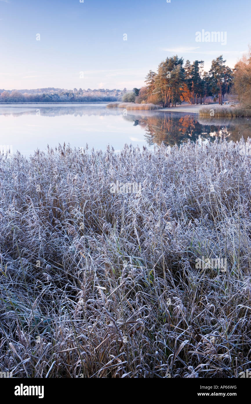 Frost lake winter surrey uk hi-res stock photography and images - Alamy