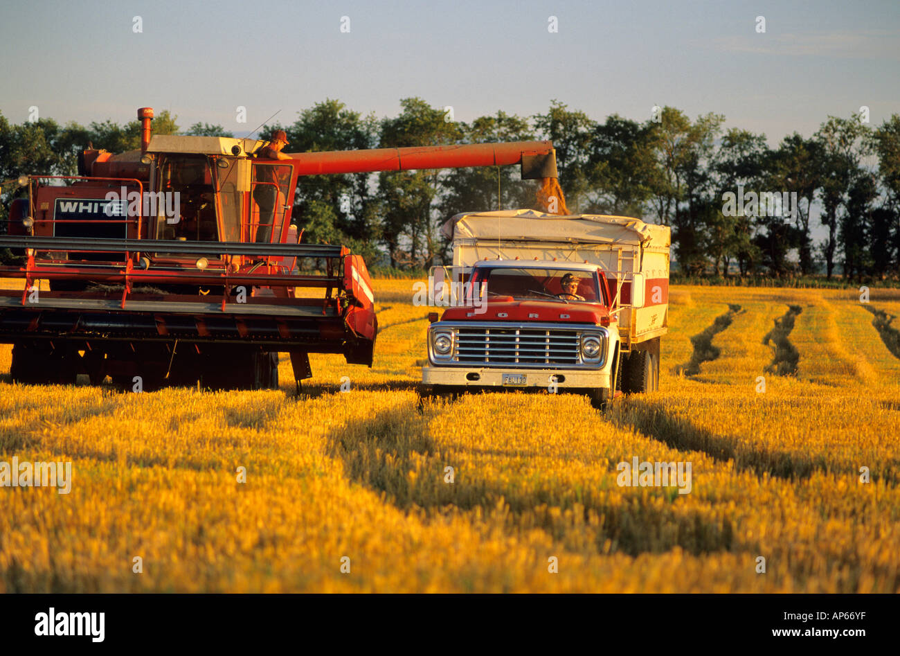 Wheat Harvest near Fort Ransom North Dakota (MR Stock Photo - Alamy