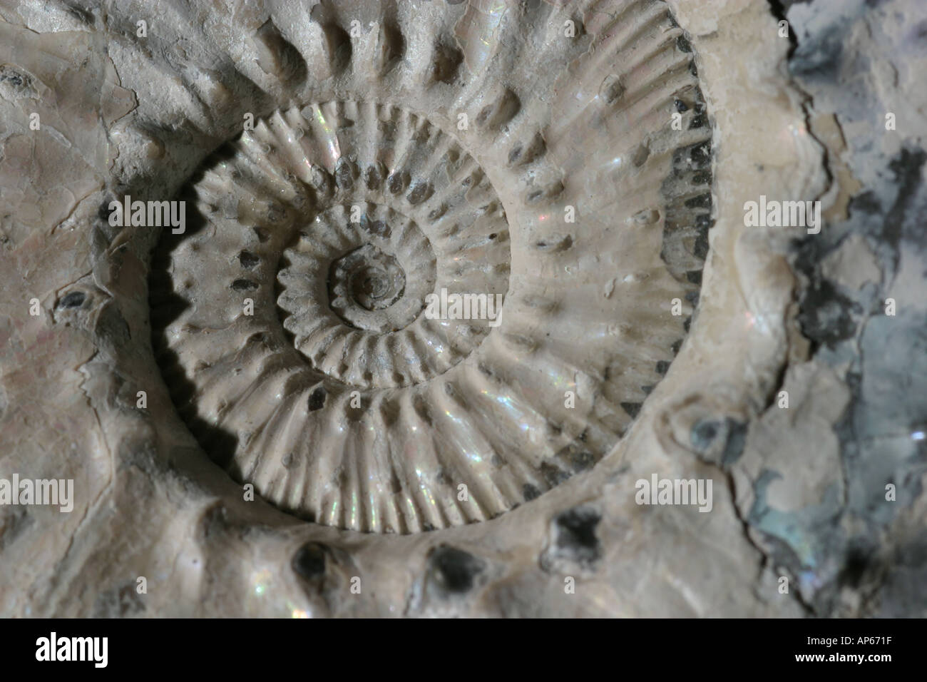 Fossilised snail shells hi-res stock photography and images - Alamy