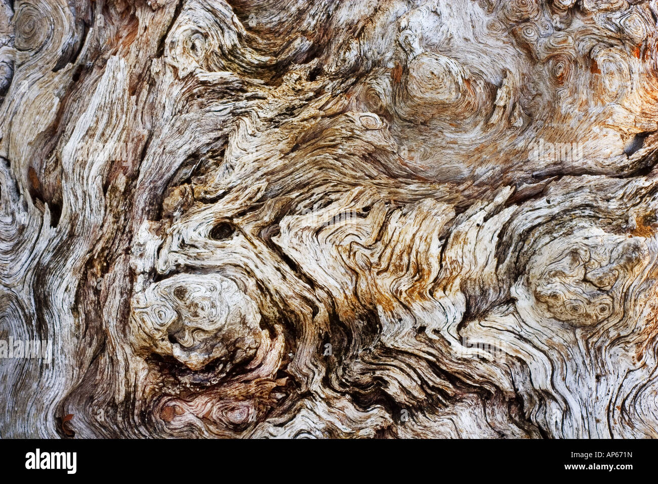 Natural bark patterns in driftwood washed ashore on a tropical tree in ...