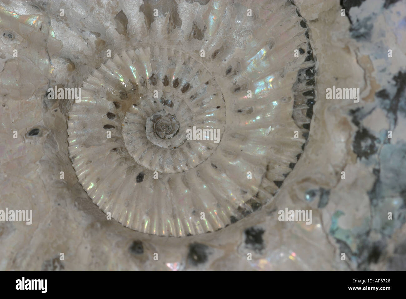 Fossilised snail shells hi-res stock photography and images - Alamy