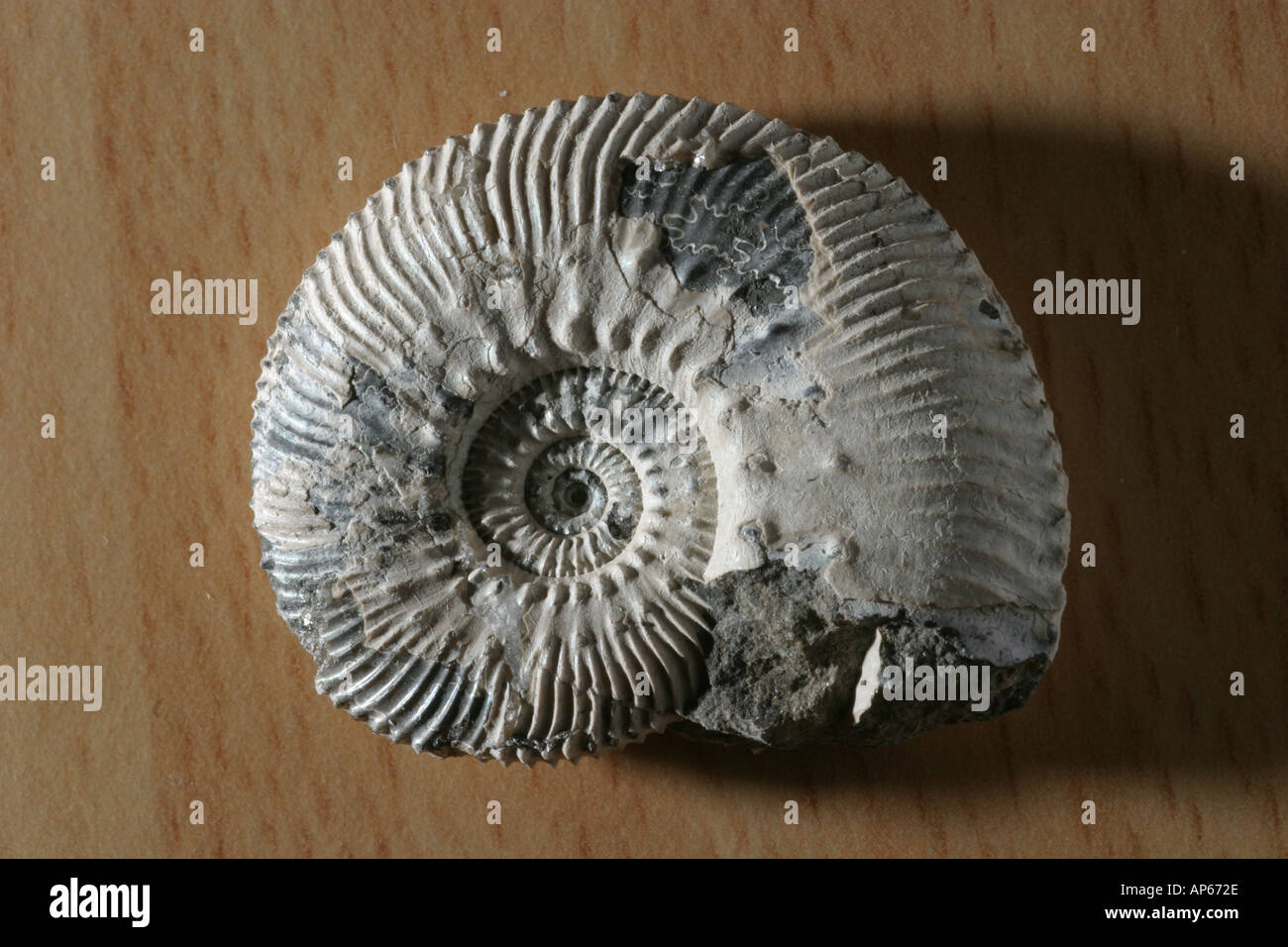 Fossilised snail shells hi-res stock photography and images - Alamy