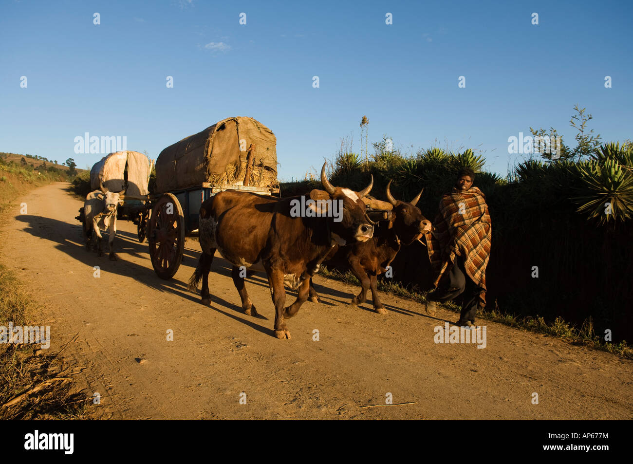 Ox transport hi-res stock photography and images - Alamy