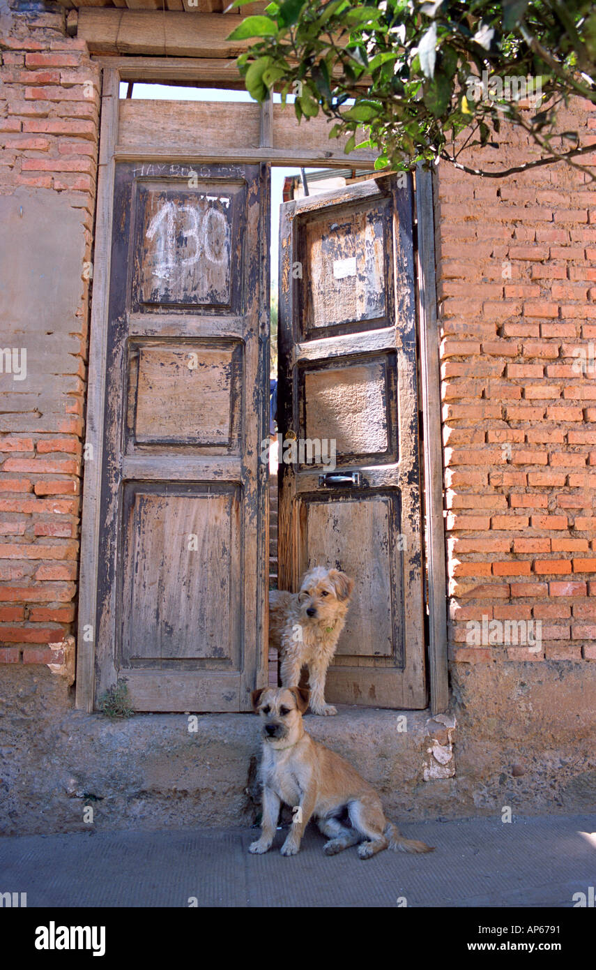 two dogs on a doorstep in sucre bolivia Stock Photo - Alamy