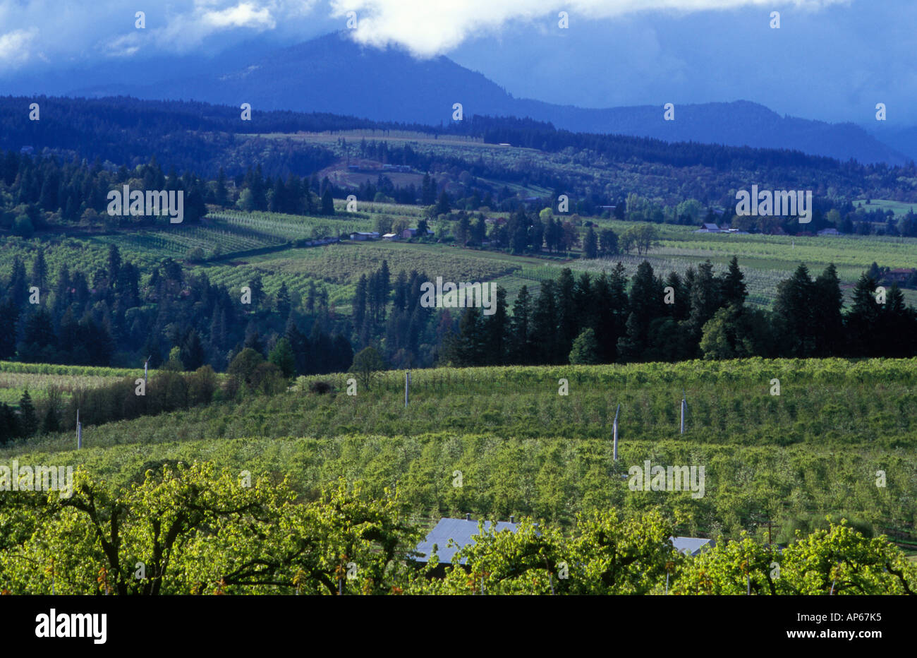 Fruit orchards in the Hood Valley in Oregon Stock Photo - Alamy