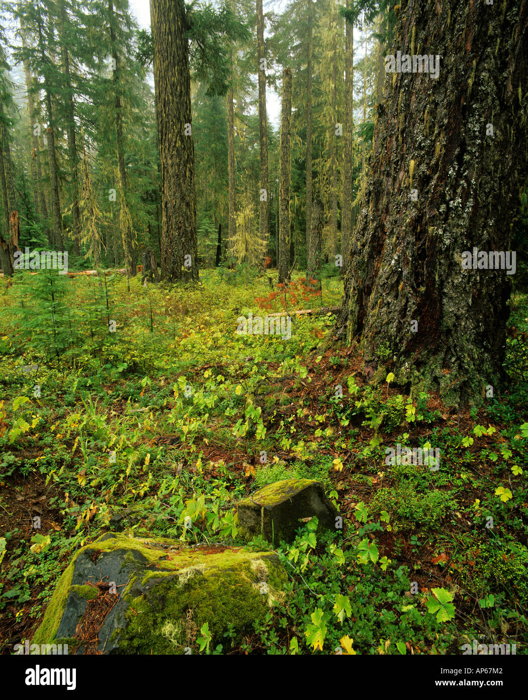 Old Growth Forest in the Umpqua National Forest of Oregon Stock Photo ...