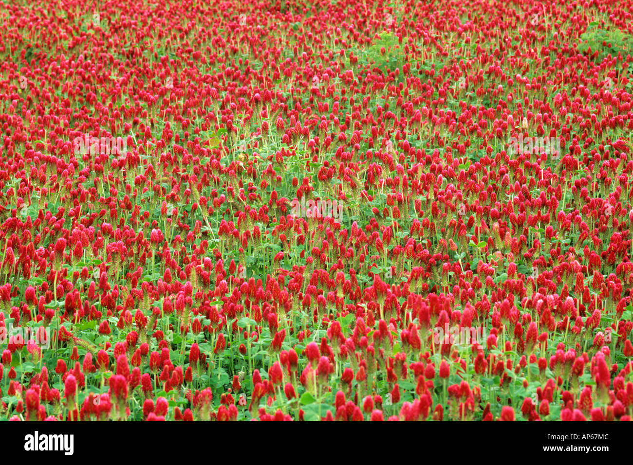 Field of Red Clover in the Willamette Valley of Oregon Stock Photo - Alamy