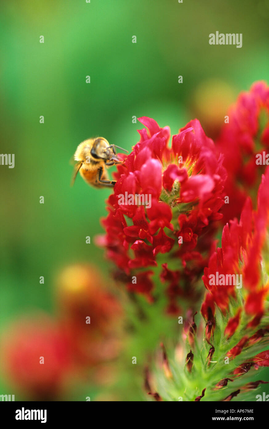 Honey bee wildflower usa hi-res stock photography and images - Alamy