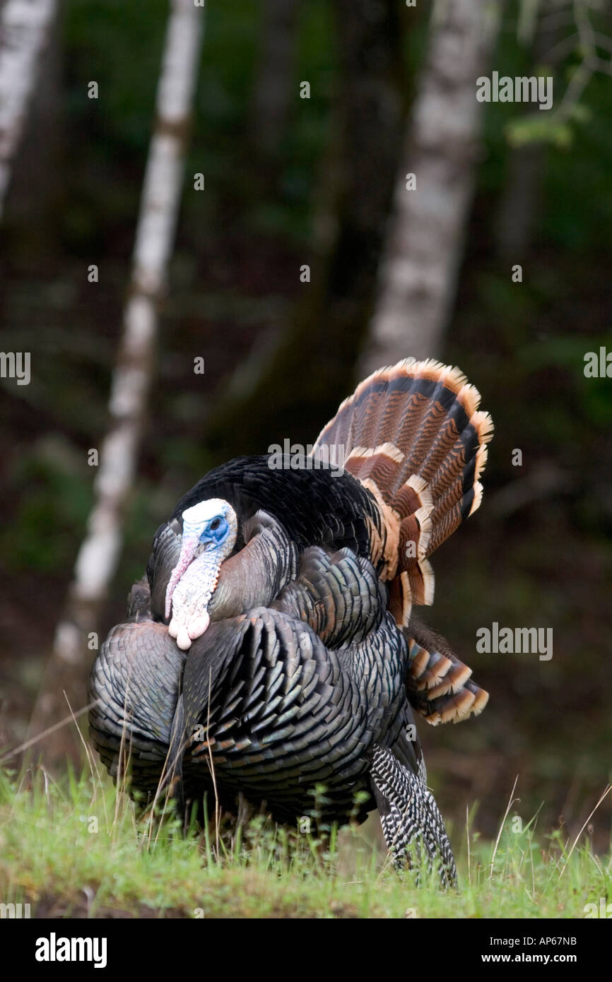 Oregon turkey hi-res stock photography and images - Alamy