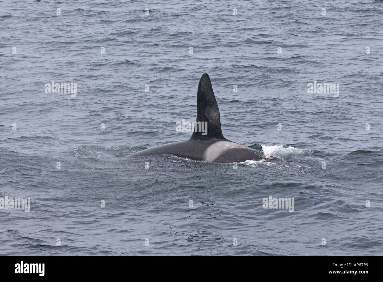 Bull orca or killer whale Orcinus orca Snaefellsnes peninsula Iceland ...