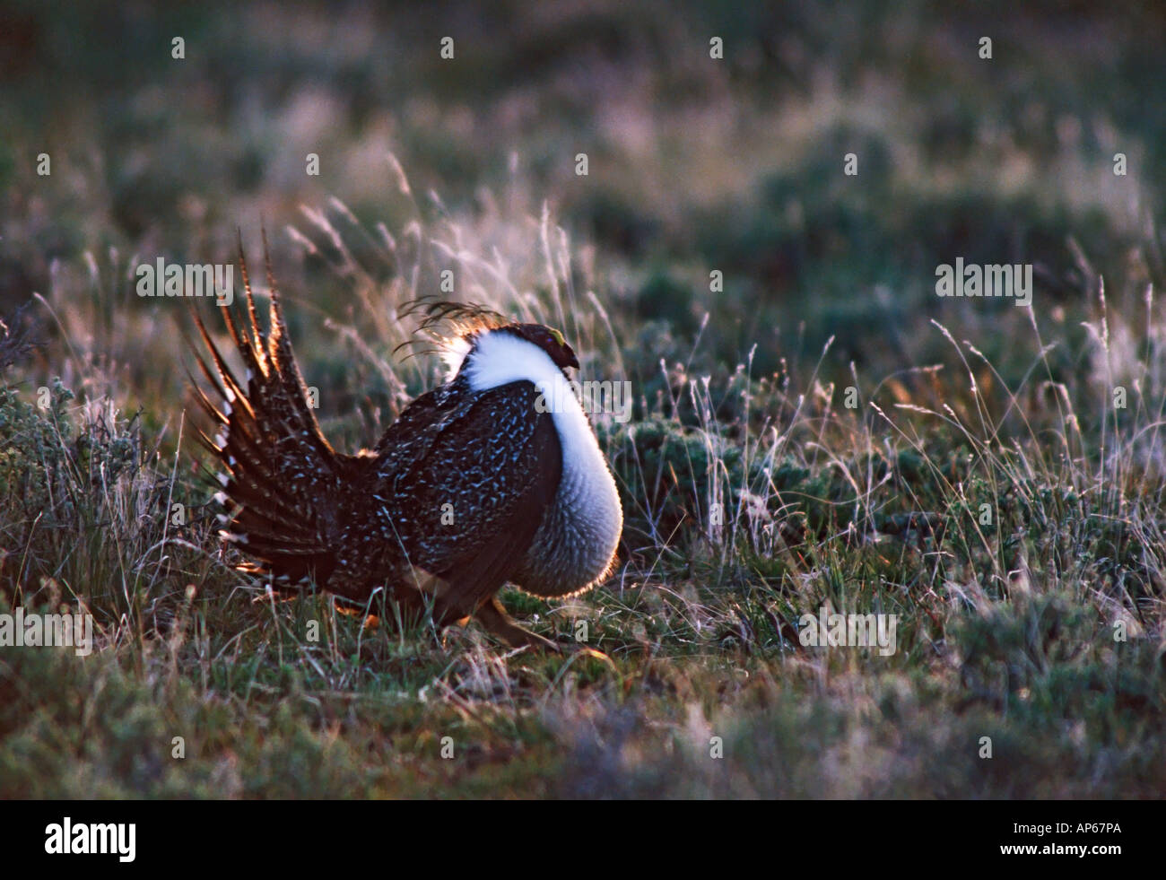 Male sage grouse mating display hi-res stock photography and images - Alamy