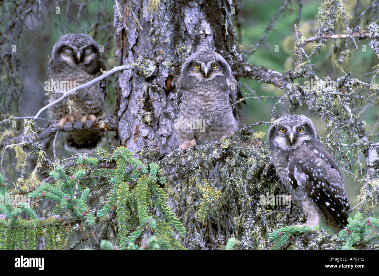 Three burrowing owls hi-res stock photography and images - Alamy