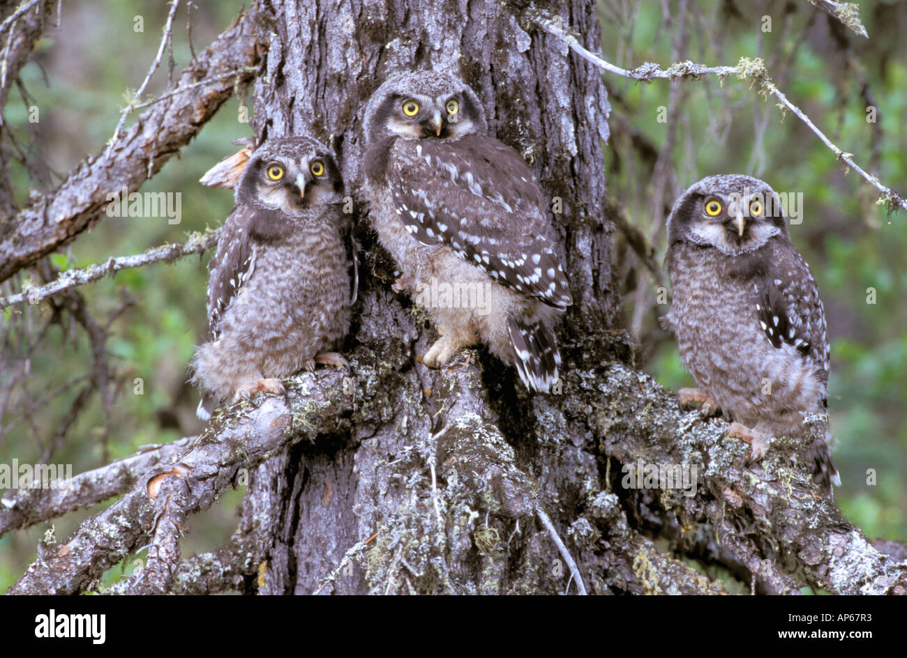 Burrowing owls tree hi-res stock photography and images - Alamy