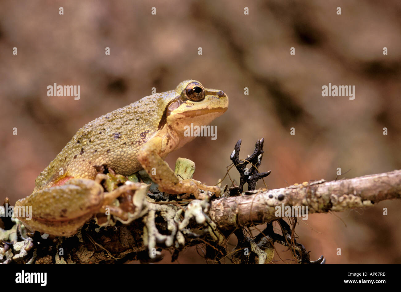 North America, USA, Oregon, Umatilla National Forest. Pacific Tree Frog ...