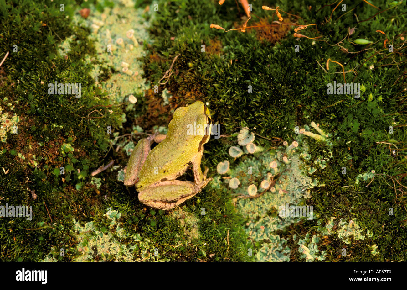 North America, USA, Oregon, Umatilla National Forest. Pacific Tree Frog ...
