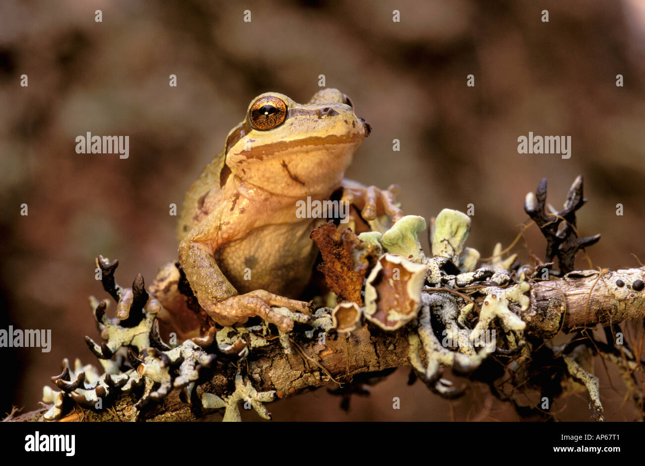 North America, USA, Oregon, Umatilla National Forest. Pacific Tree Frog ...