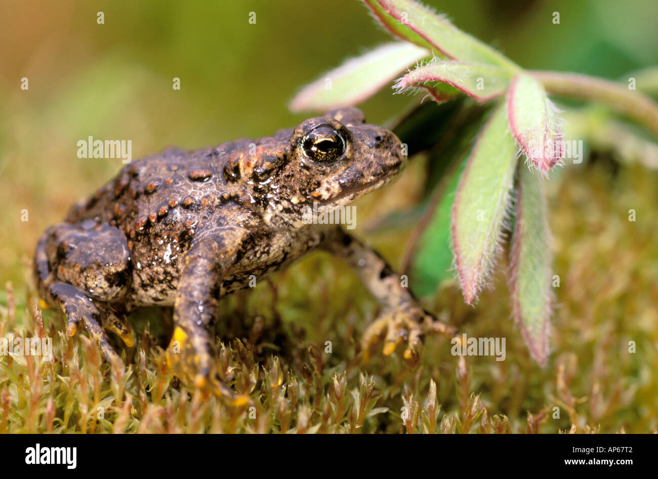 North America, USA, Oregon, Umatilla National Forest. Pacific Tree Frog ...