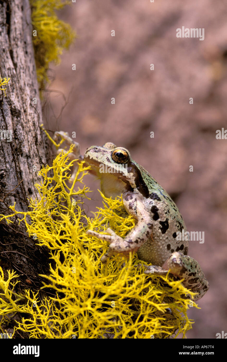 North America, USA, Oregon, Umatilla National Forest. Pacific Tree Frog ...