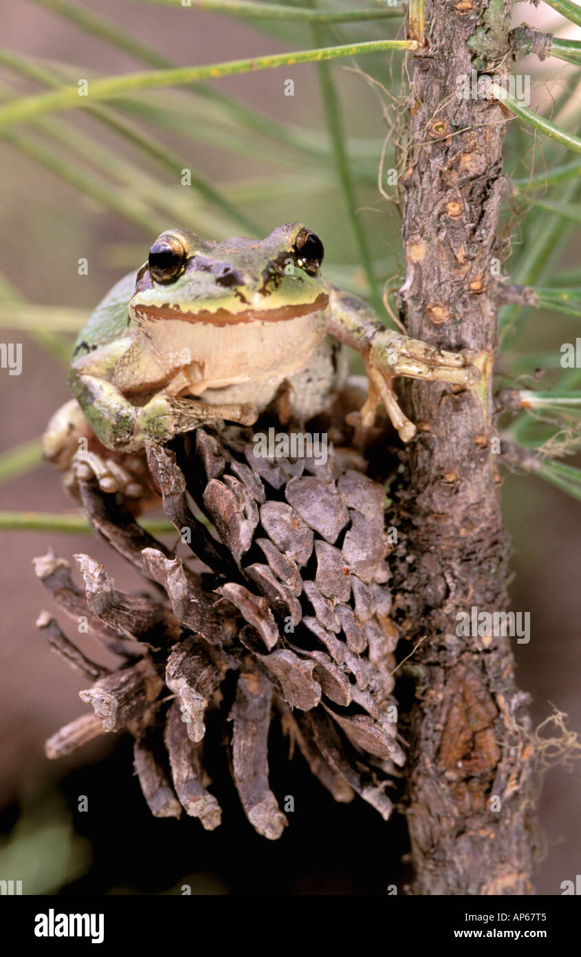 North America, USA, Oregon, Umatilla National Forest. Pacific Tree Frog ...