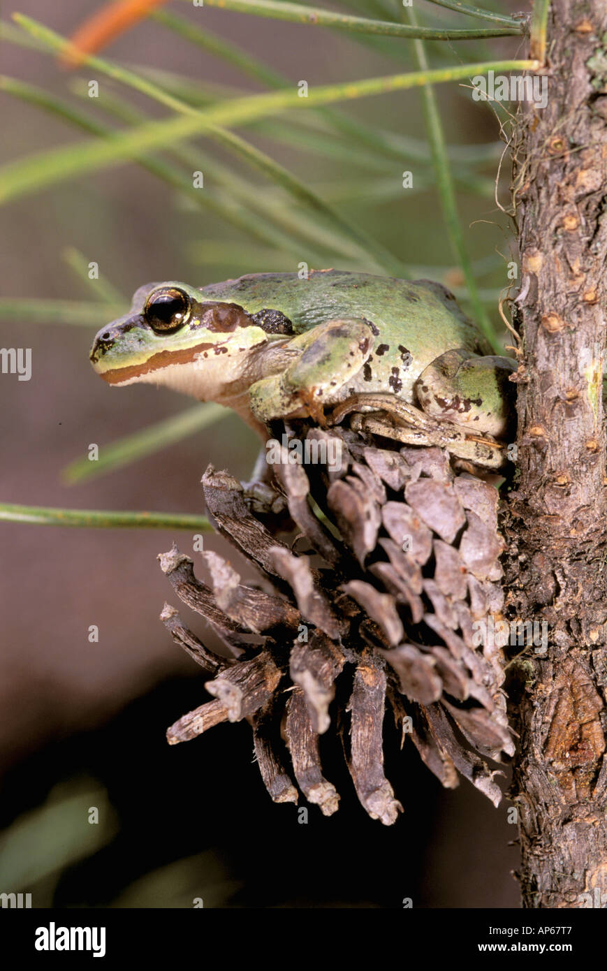 North America, USA, Oregon, Umatilla National Forest. Pacific Tree Frog ...