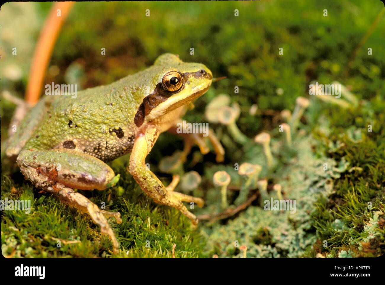 Pacific Northwest Tree Frog High Resolution Stock Photography and ...