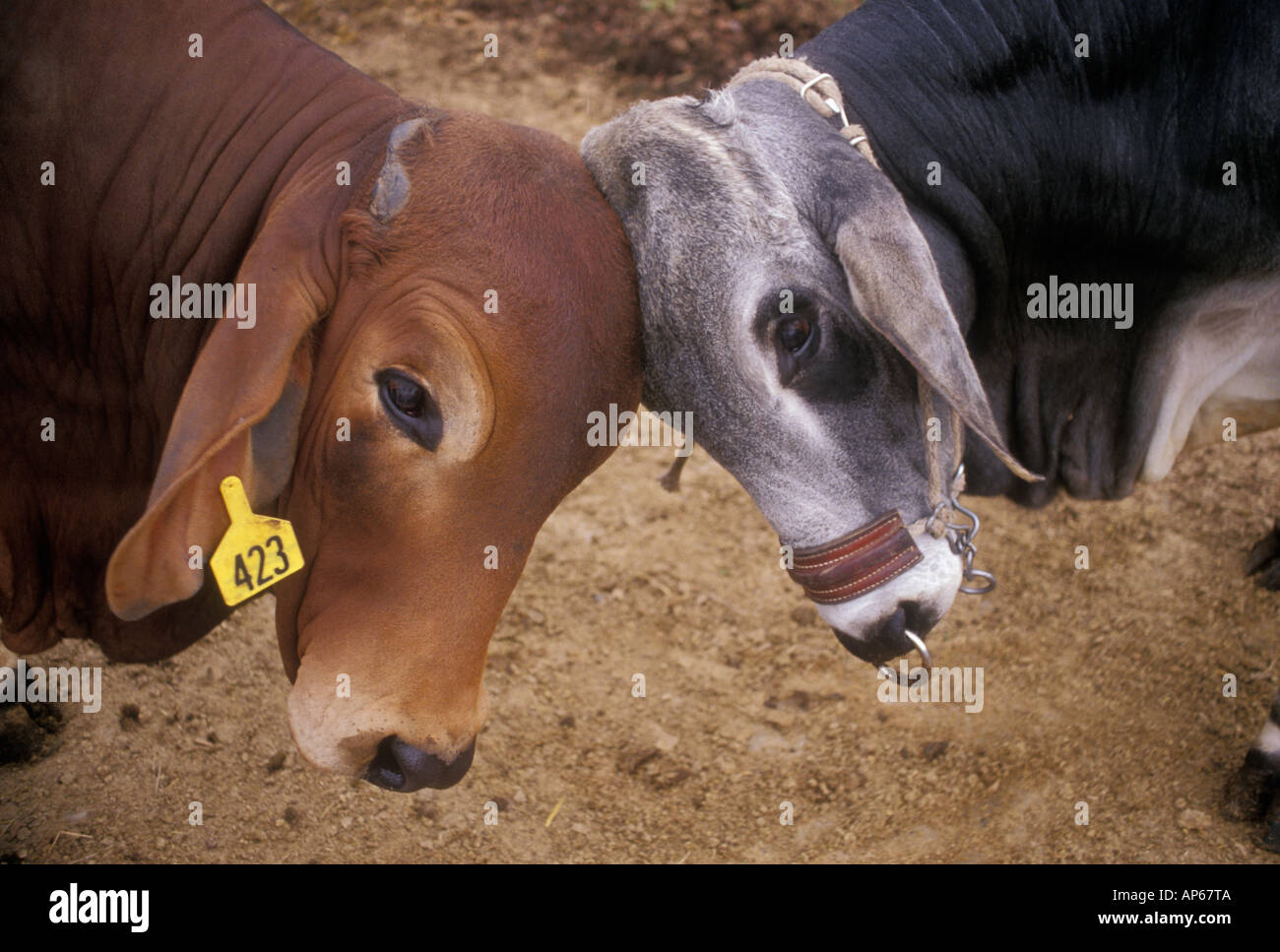 Bull butting hi-res stock photography and images - Alamy