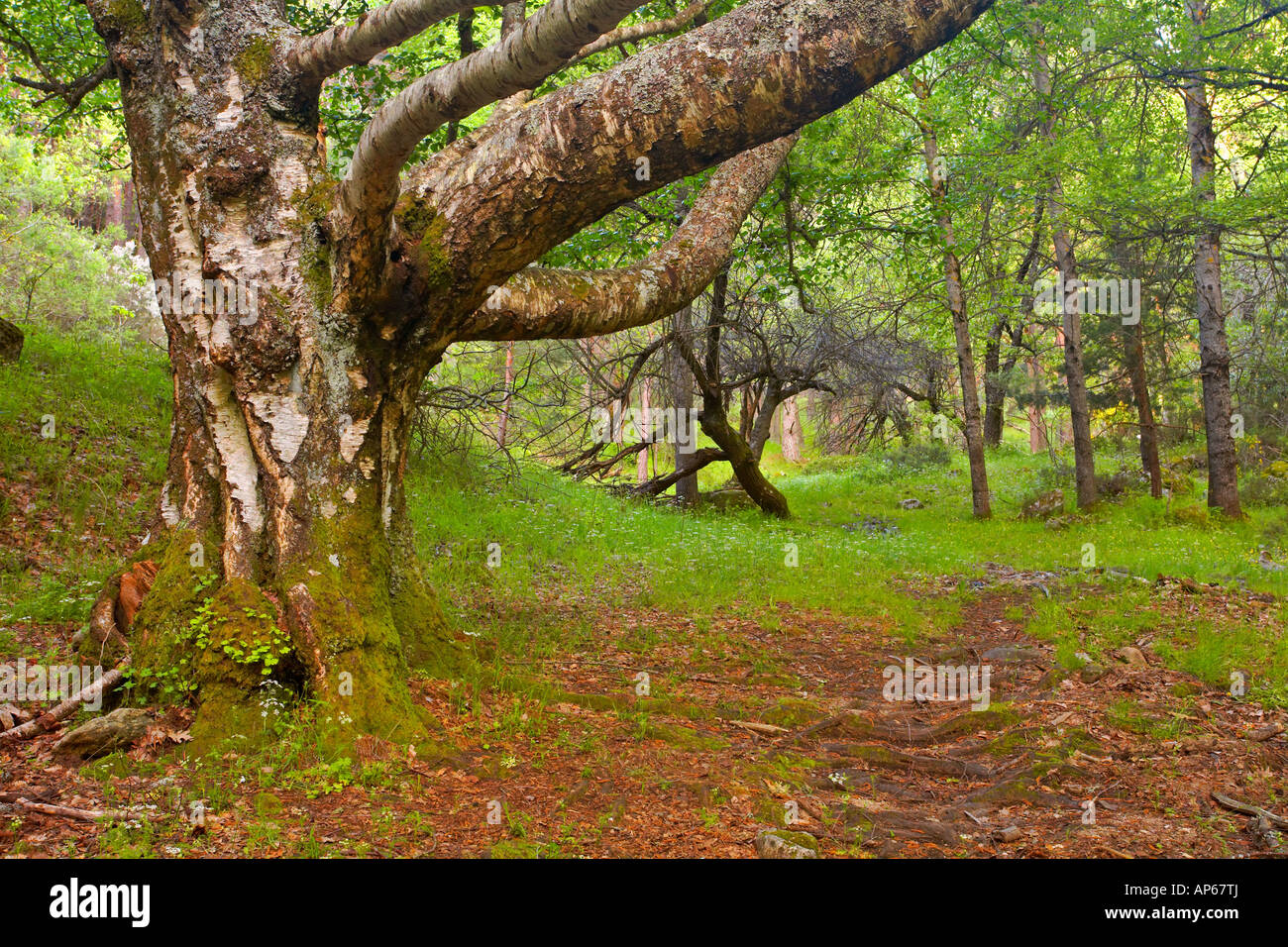 Walking across branches hi-res stock photography and images - Alamy